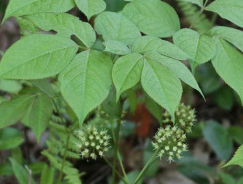 Tree Seeds - Perennial Seeds - Cold Hardy Seeds - Seeds for the ...