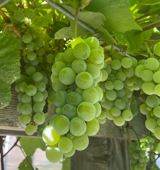 Grapes – Oak Summit Nursery