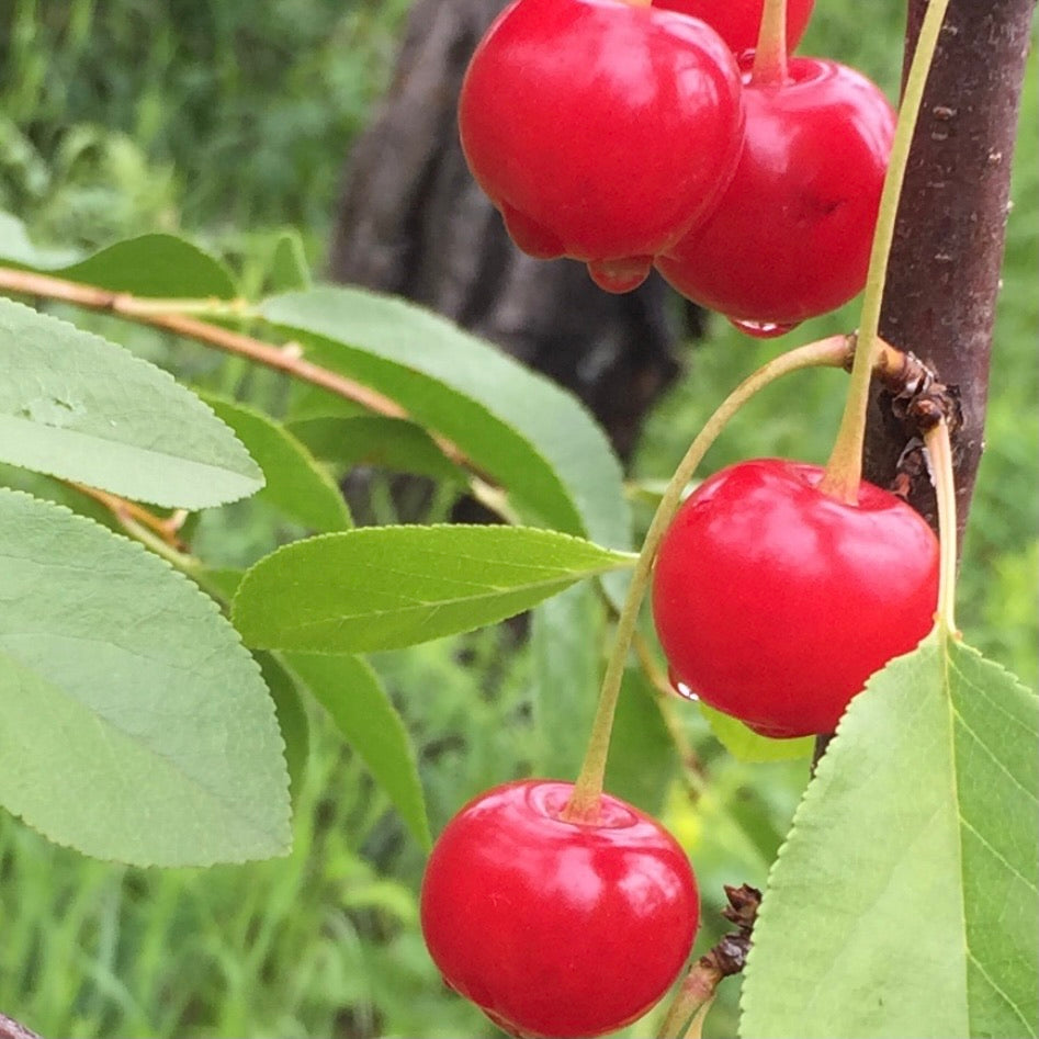 Cherries – Oak Summit Nursery