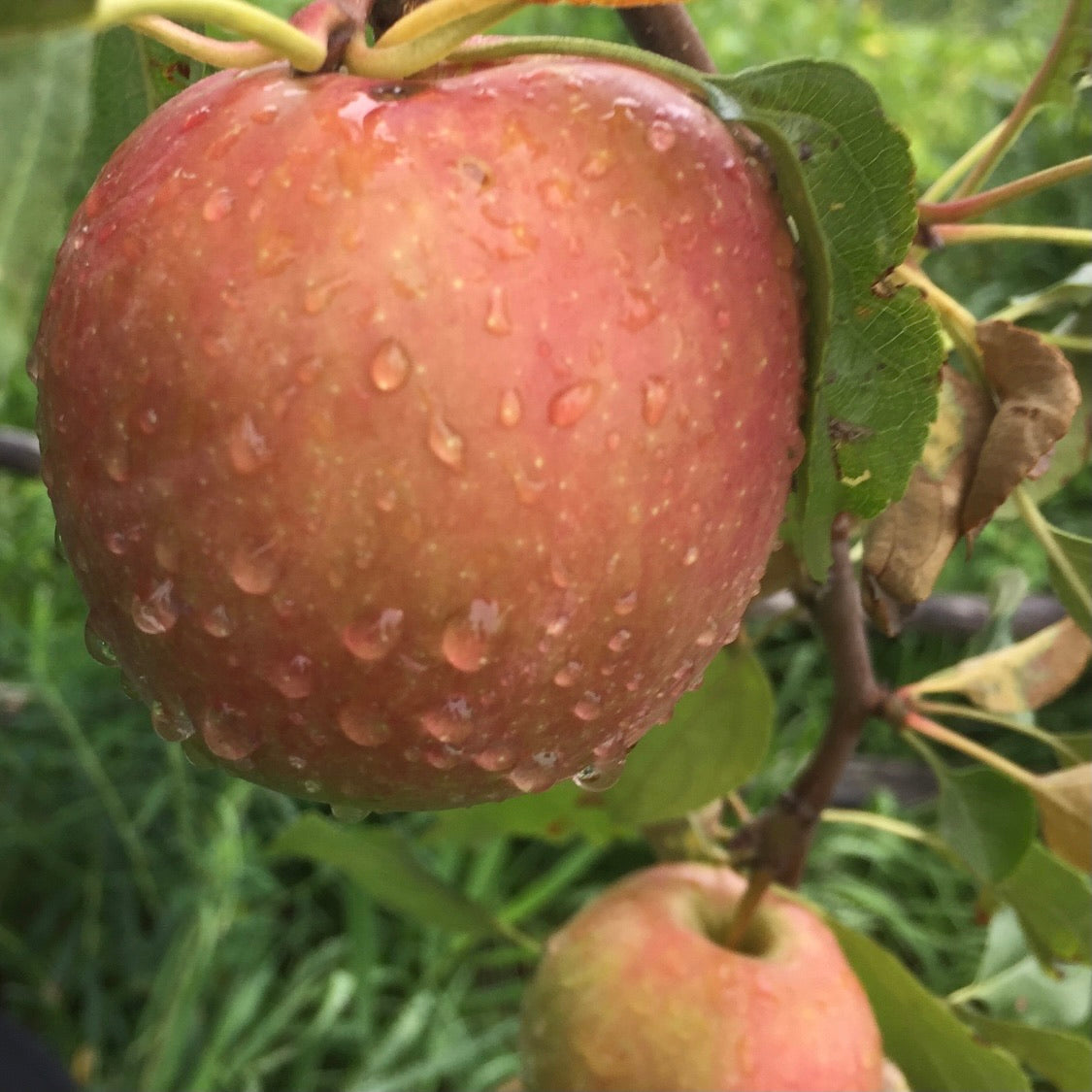 Apple Trees for Sale in Canada - Cold Hardy Apple Trees - Oak Summit ...