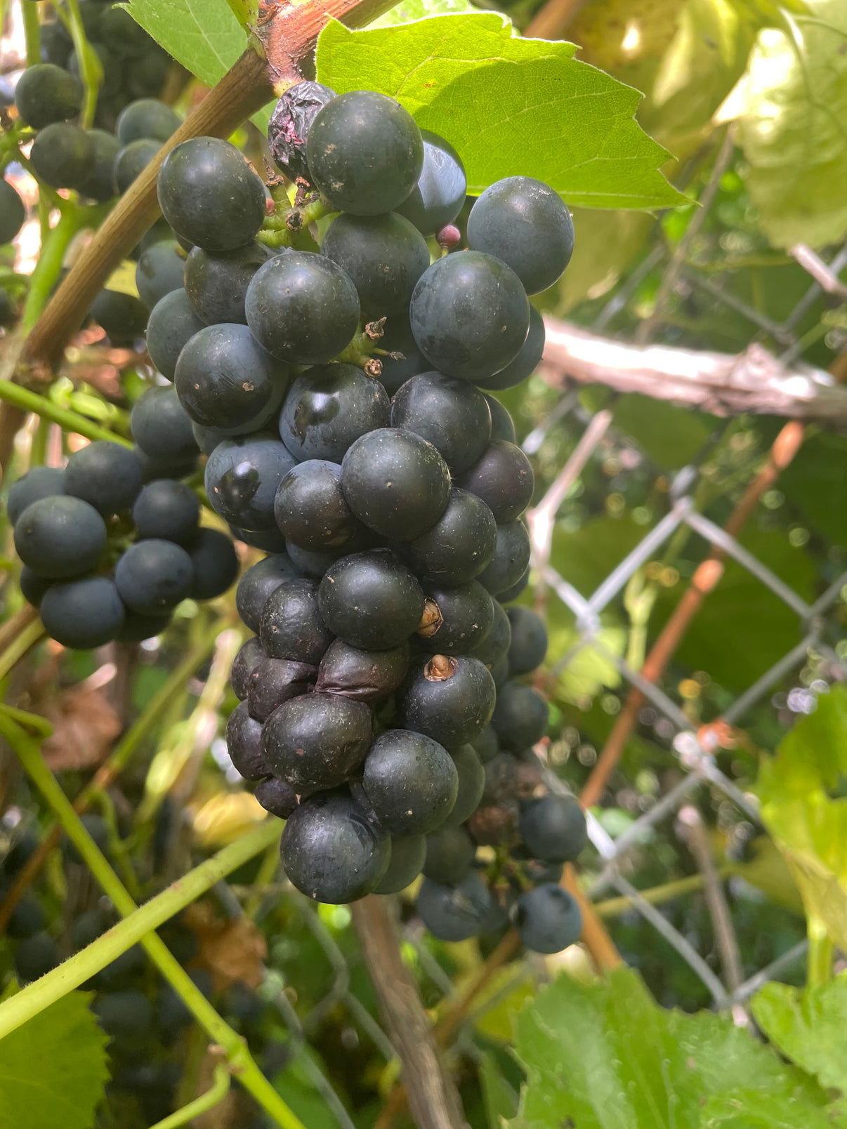 Valiant Grape Seeds (Vitis riparia x Fredonia) - Cold Hardy Table Grap ...