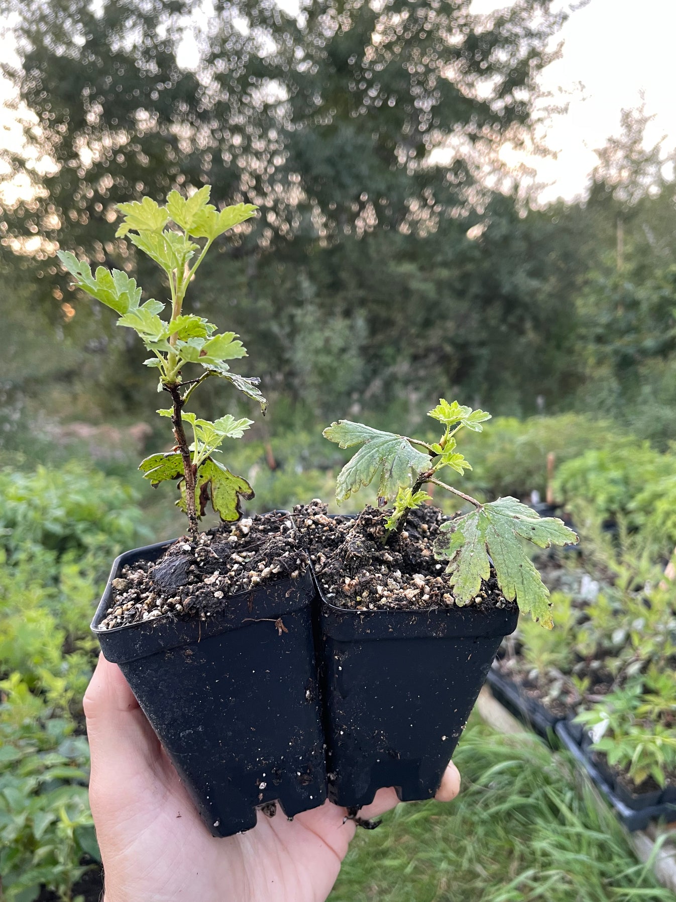 Easy Pickings Gooseberry (Ribes uva-crispa 'Easy Pickings') – Oak ...