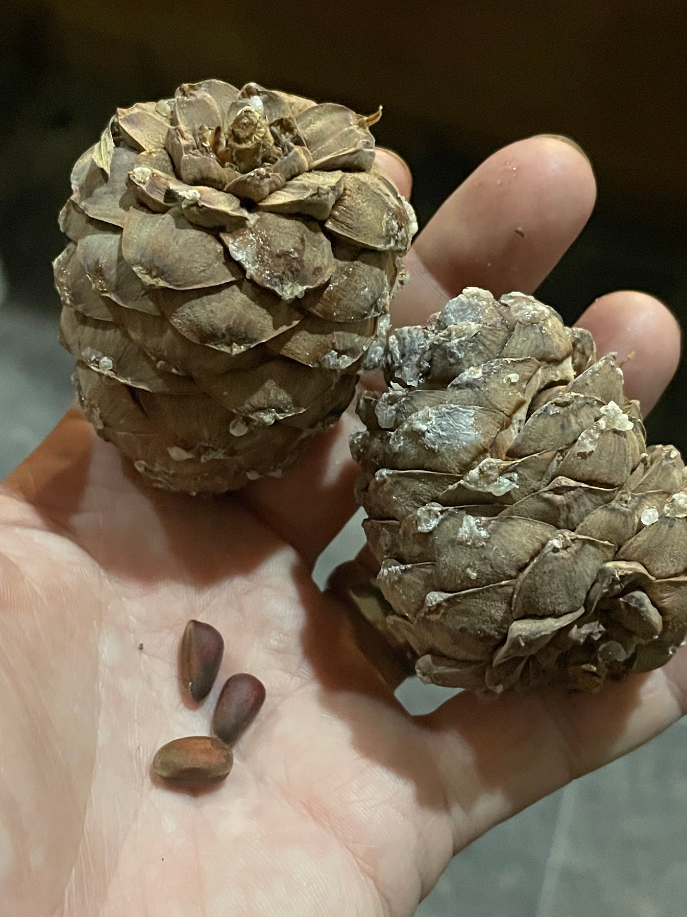 Siberian Stone Seeds (Pinus sibirica) - 15+ Seeds – Oak Summit Nursery