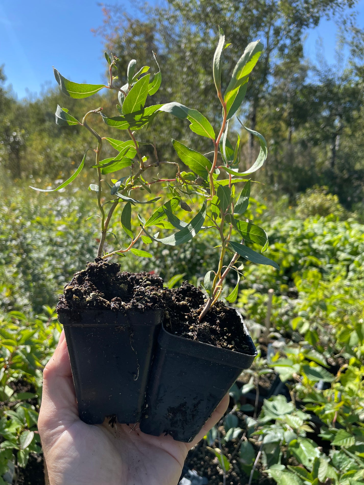 Curly Willow (Salix sp.) - Zone 4/5 – Oak Summit Nursery