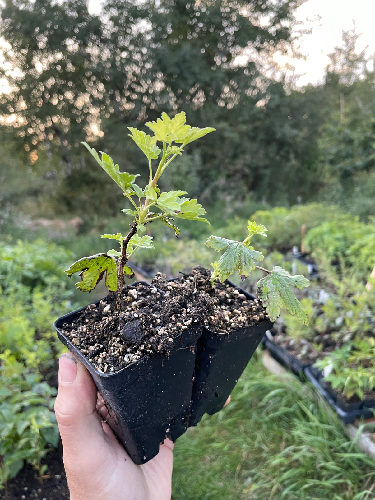 Easy Pickings Gooseberry (Ribes uva-crispa 'Easy Pickings') – Oak Summit Nursery