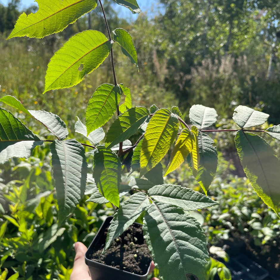 Nut Trees & Shrubs – Oak Summit Nursery