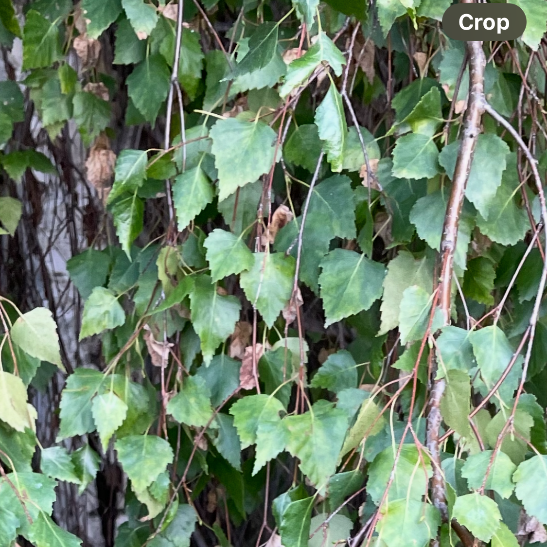 Weeping Birch – Oak Summit Nursery