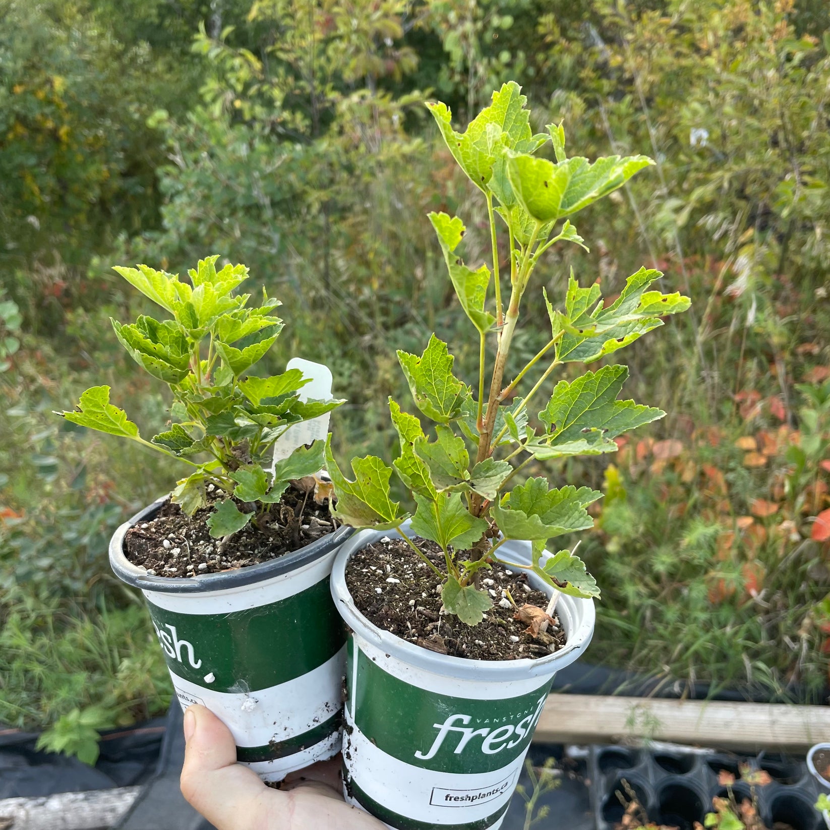 Pink Champagne Currant (Ribes rubrum 'Pink Champagne') – Oak Summit Nursery