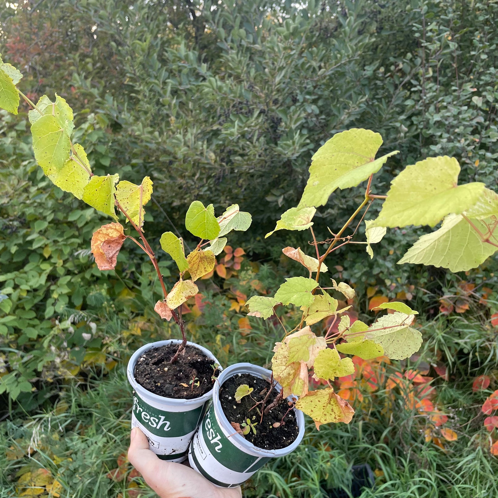 Valiant Grape (Vitis riparia x Vitis labrusca 'Valiant') – Oak Summit ...