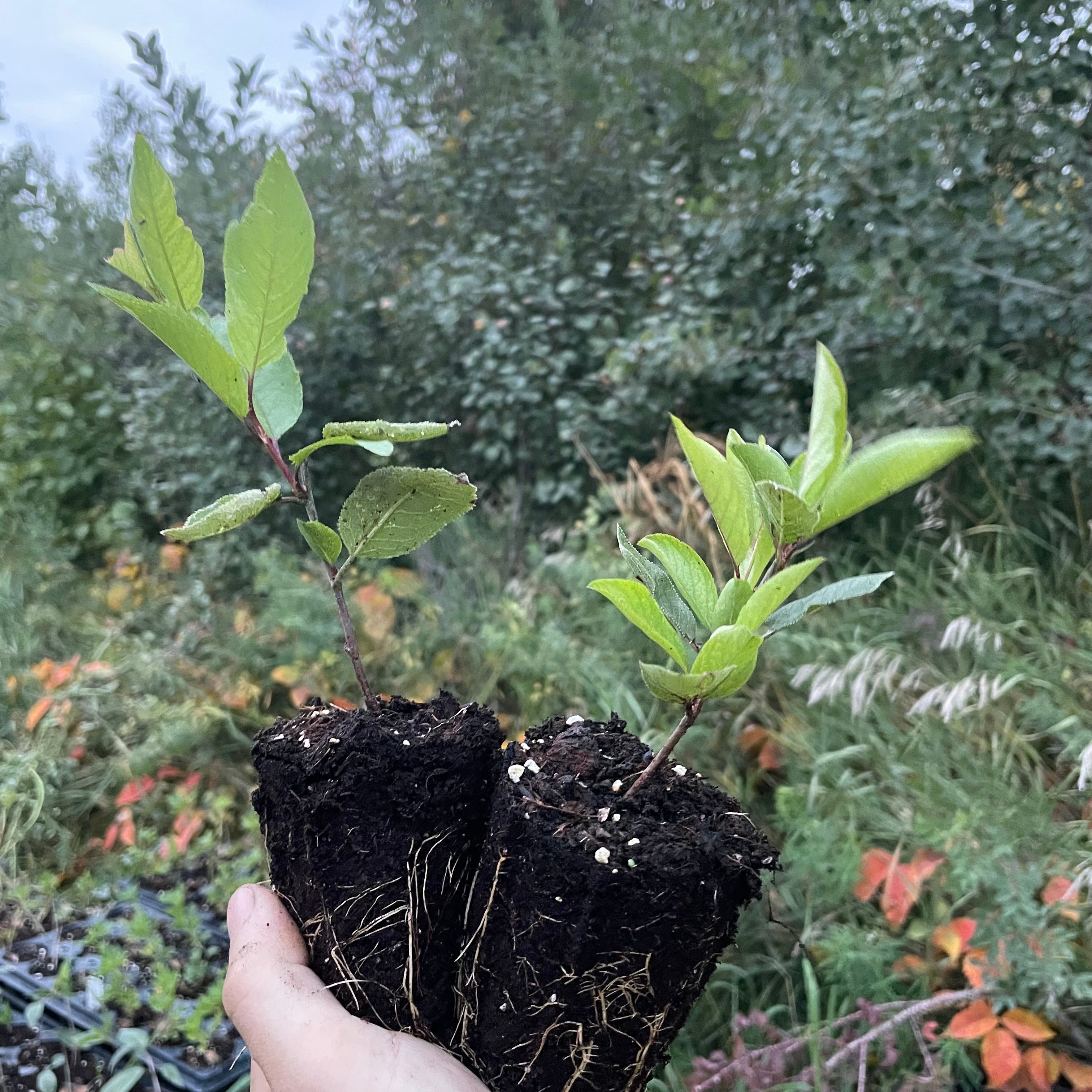 Beach Plum (Prunus maritima) – Oak Summit Nursery