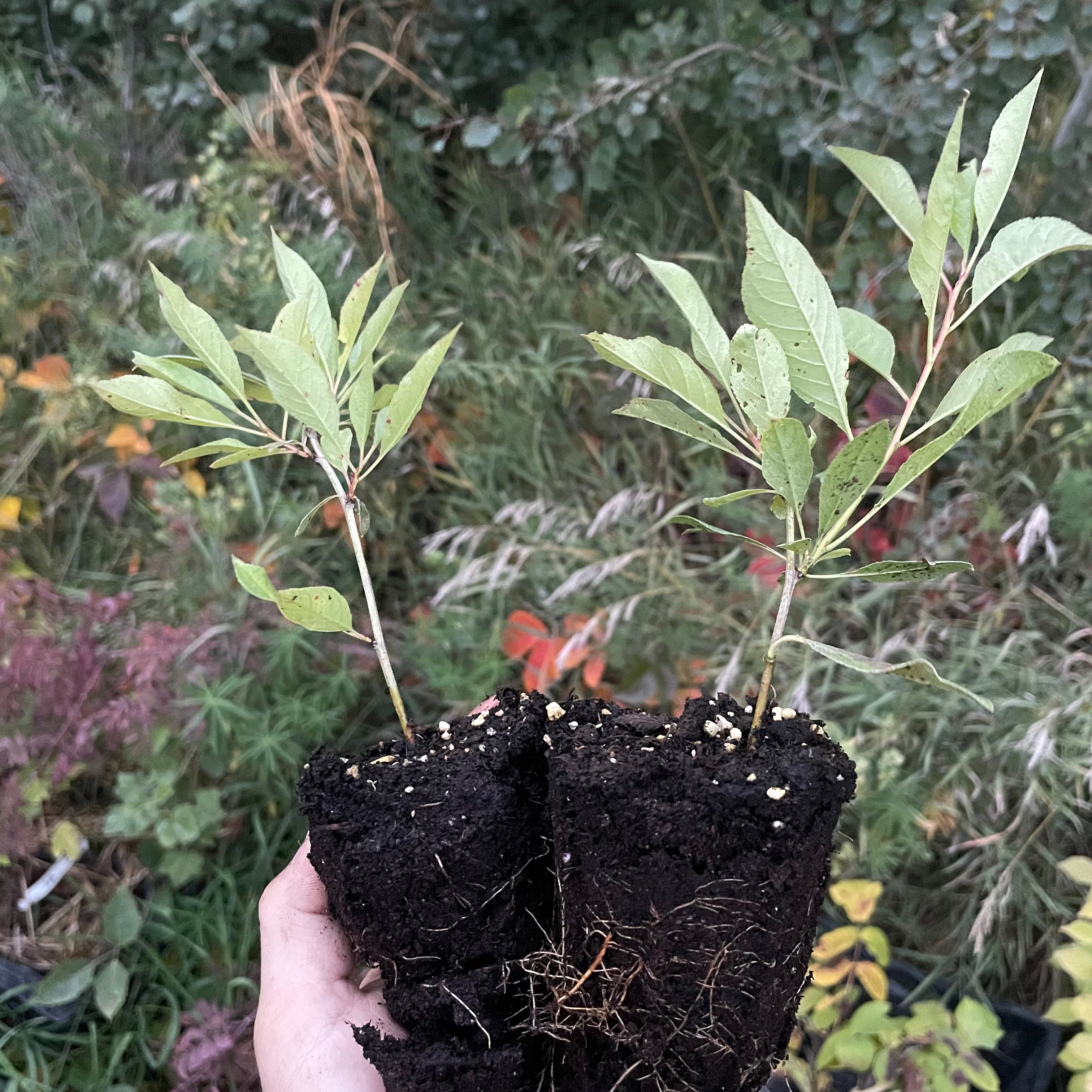 Sapa Cherry Plum (Prunus besseyi x Prunus salicina 'Sapa') – Oak Summit ...