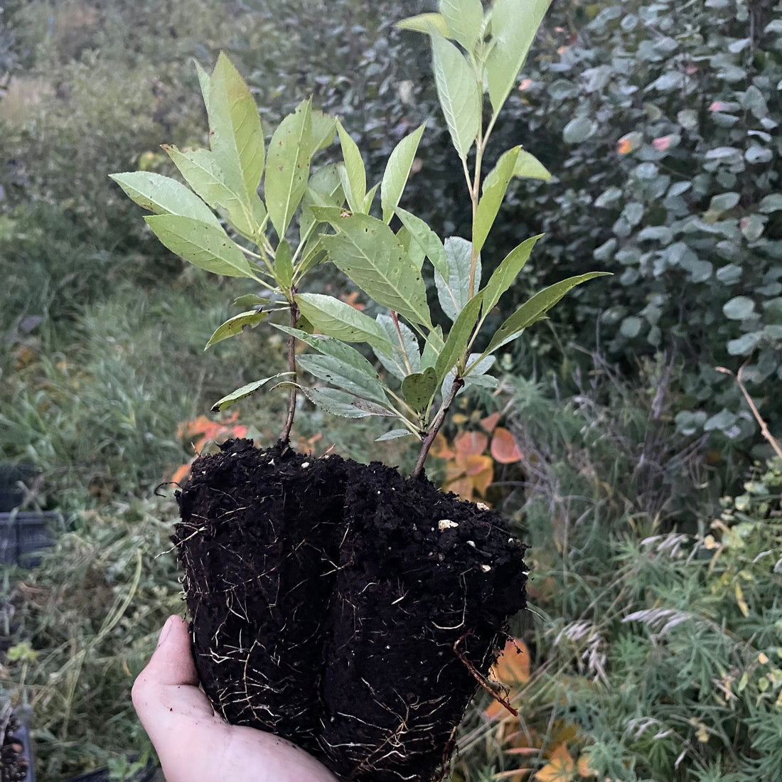 Sapalta Cherry Plum (‘Sapa’ × Prunus sp.) – Oak Summit Nursery