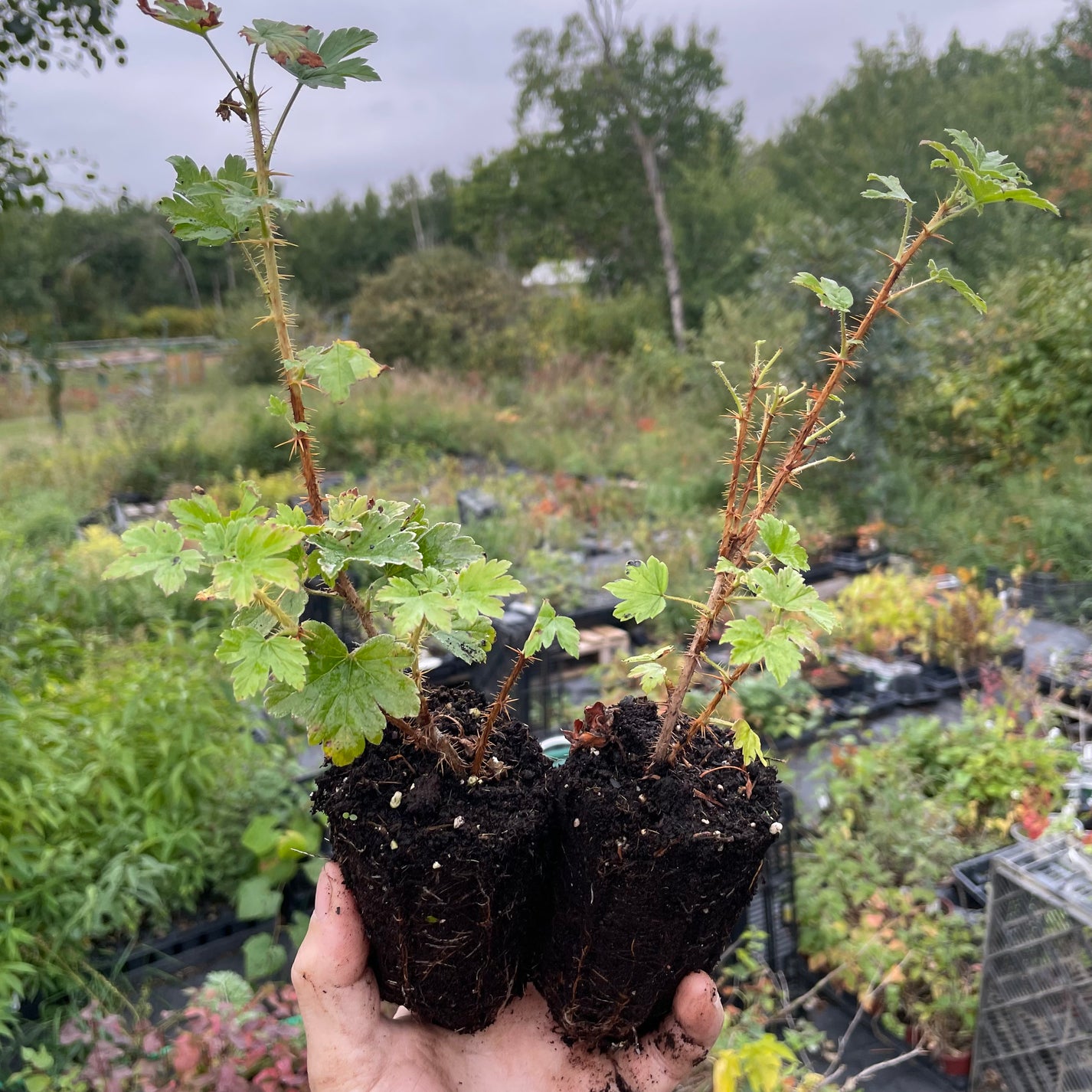 Canadian Gooseberry (Ribes oxyacanthoides) – Oak Summit Nursery