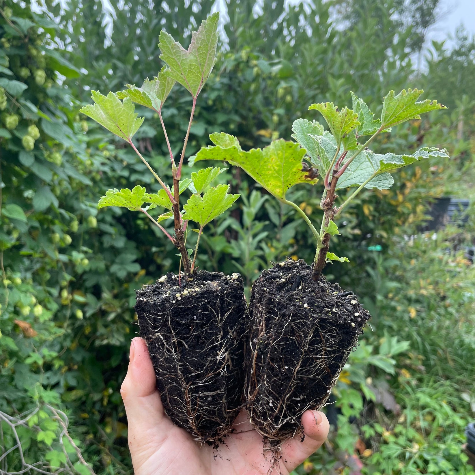 Primus White Currant (Ribes rubrum 'Primus') – Oak Summit Nursery