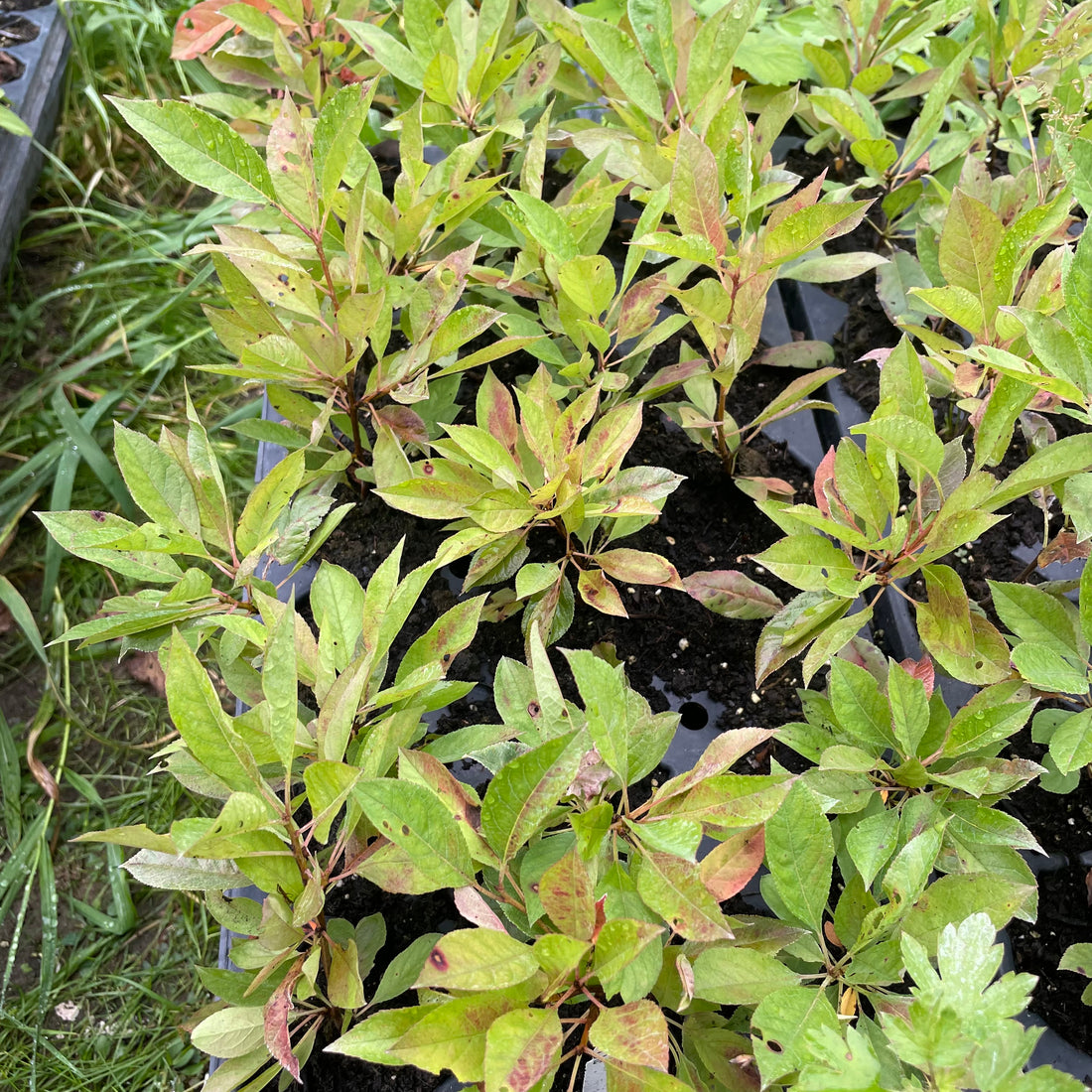 Sapalta Cherry Plum (‘Sapa’ × Prunus sp.) – Oak Summit Nursery