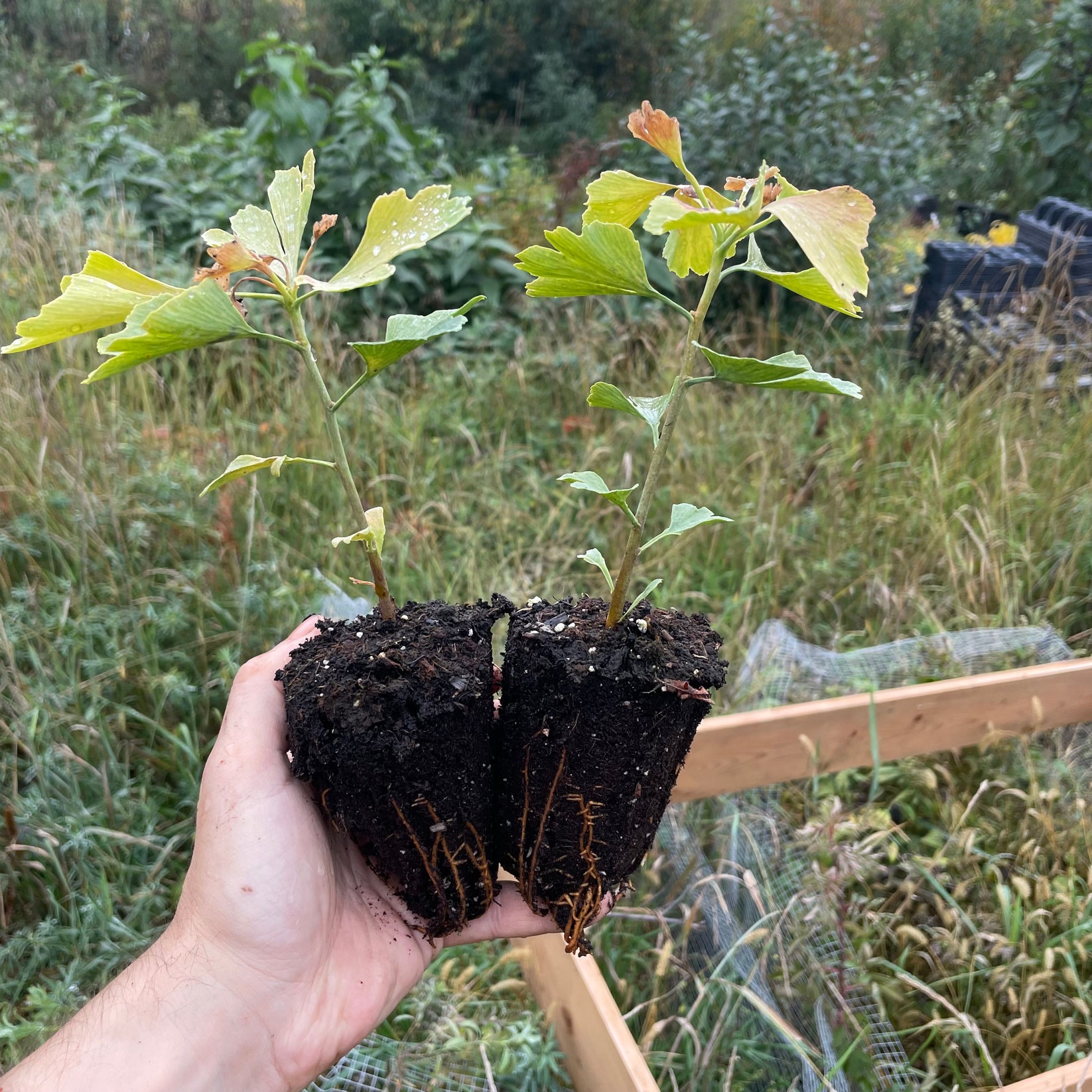 Ginkgo Seedlings (Ginkgo biloba) - Zone 3/4 – Oak Summit Nursery