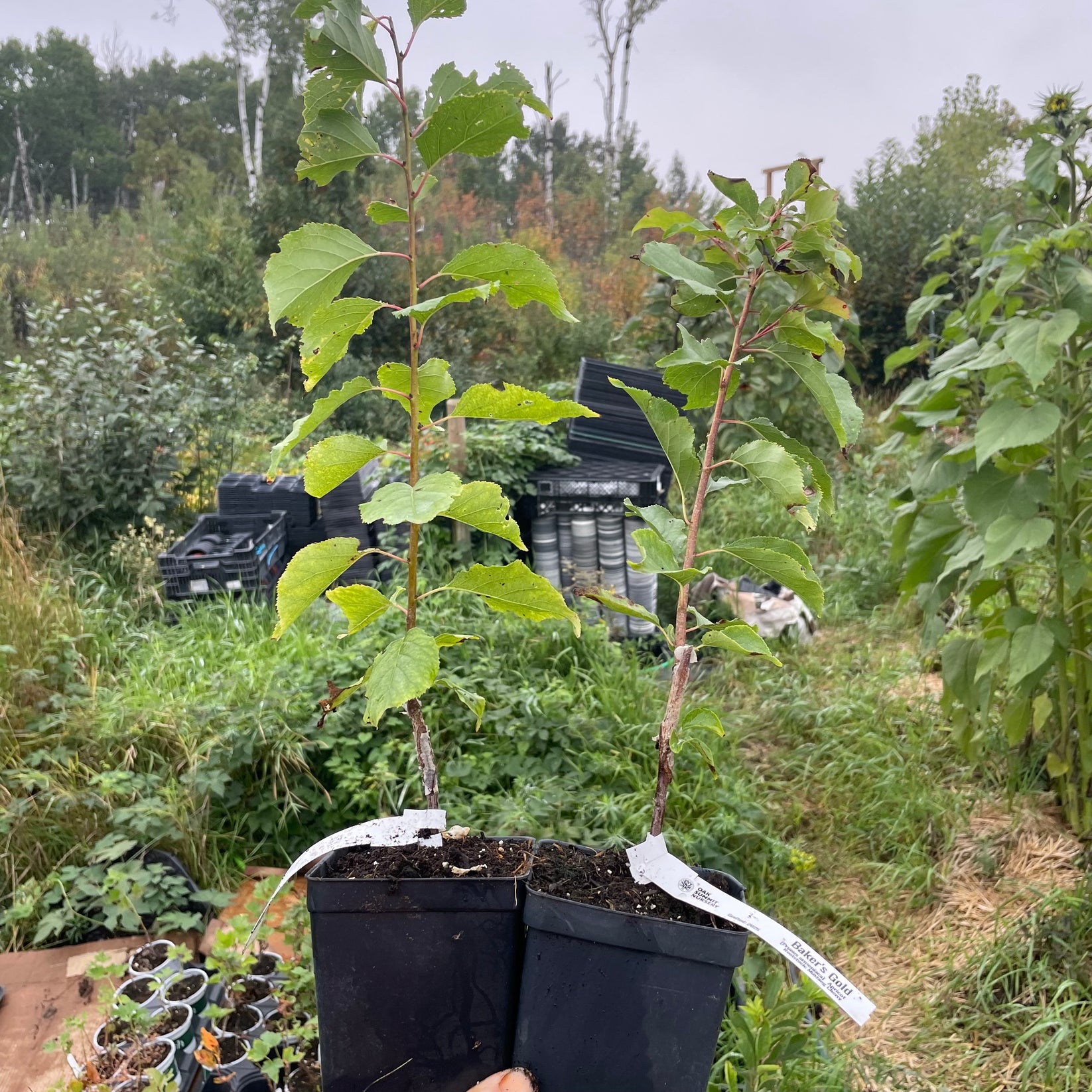 Baker's Gold Apricot (Prunus mandshurica) – Oak Summit Nursery