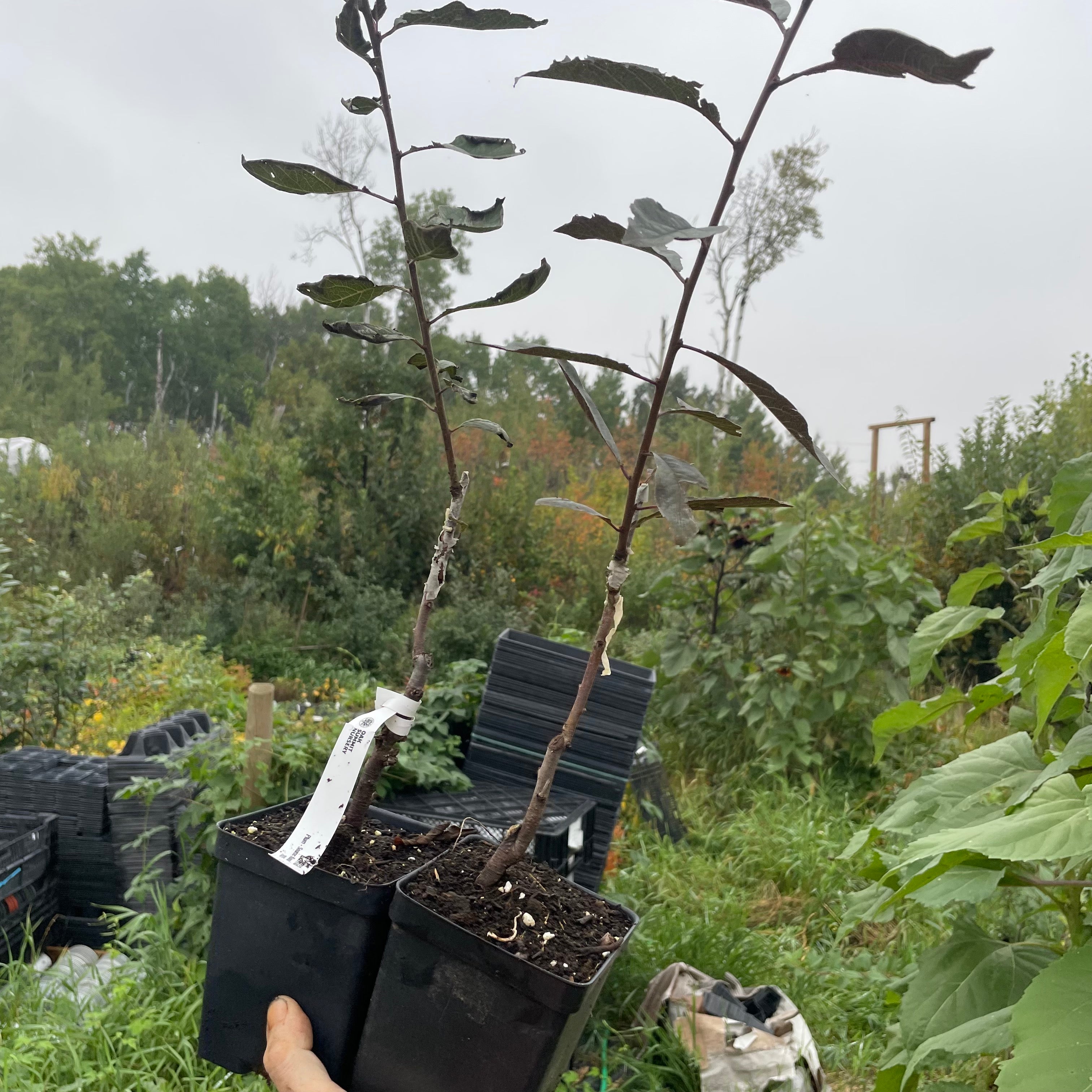 Lama Plum (Prunus domestica) – Oak Summit Nursery