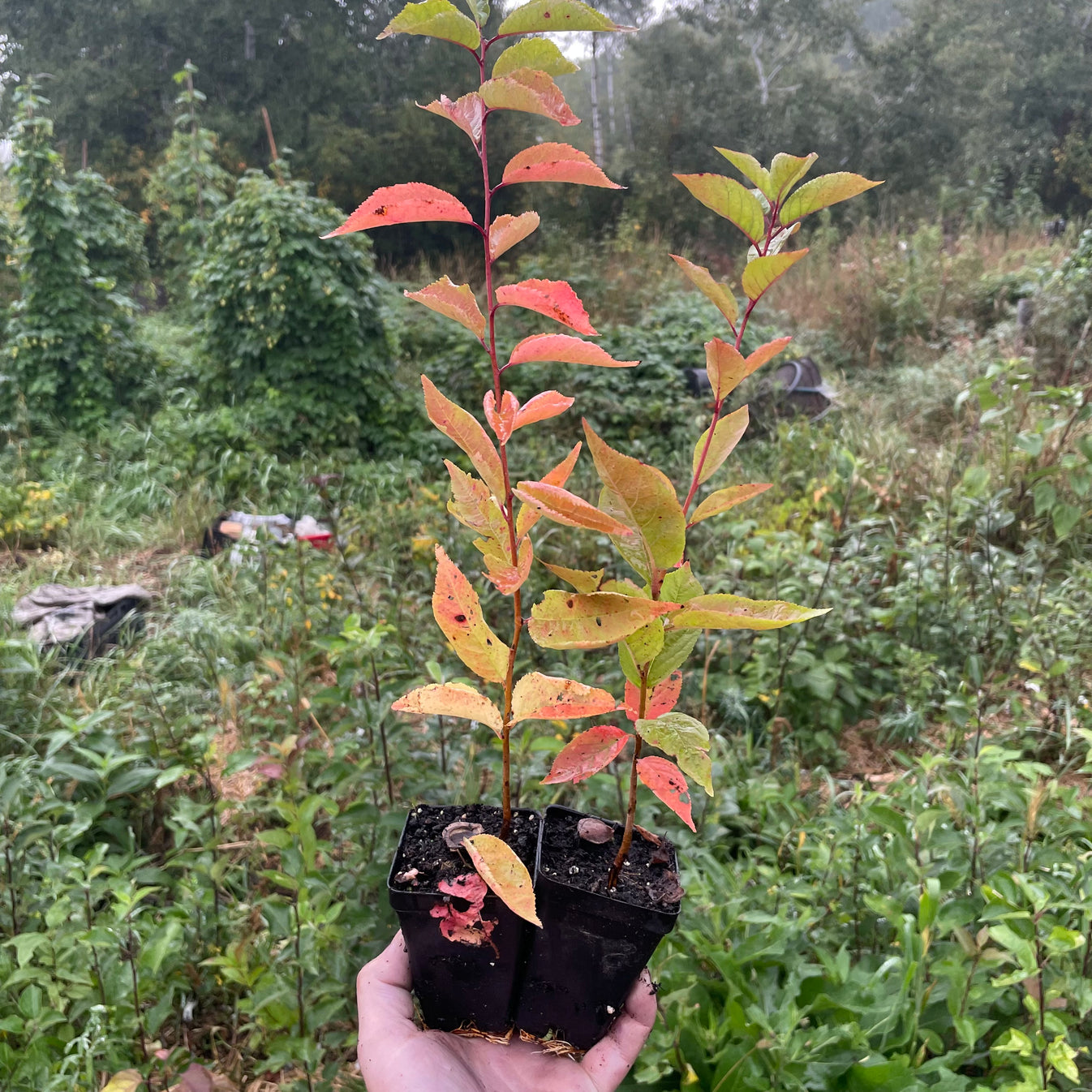 Pembina Seedling Plums (Prunus sp.) - Zone 3 – Oak Summit Nursery
