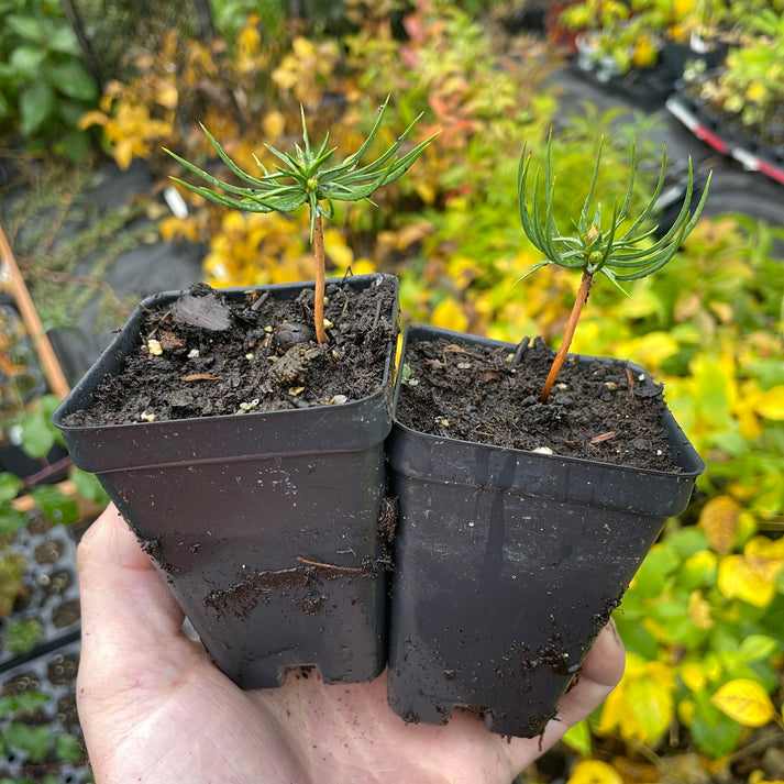 Siberian Stone Pine (Pinus sibirica) - Pine Nuts – Oak Summit Nursery