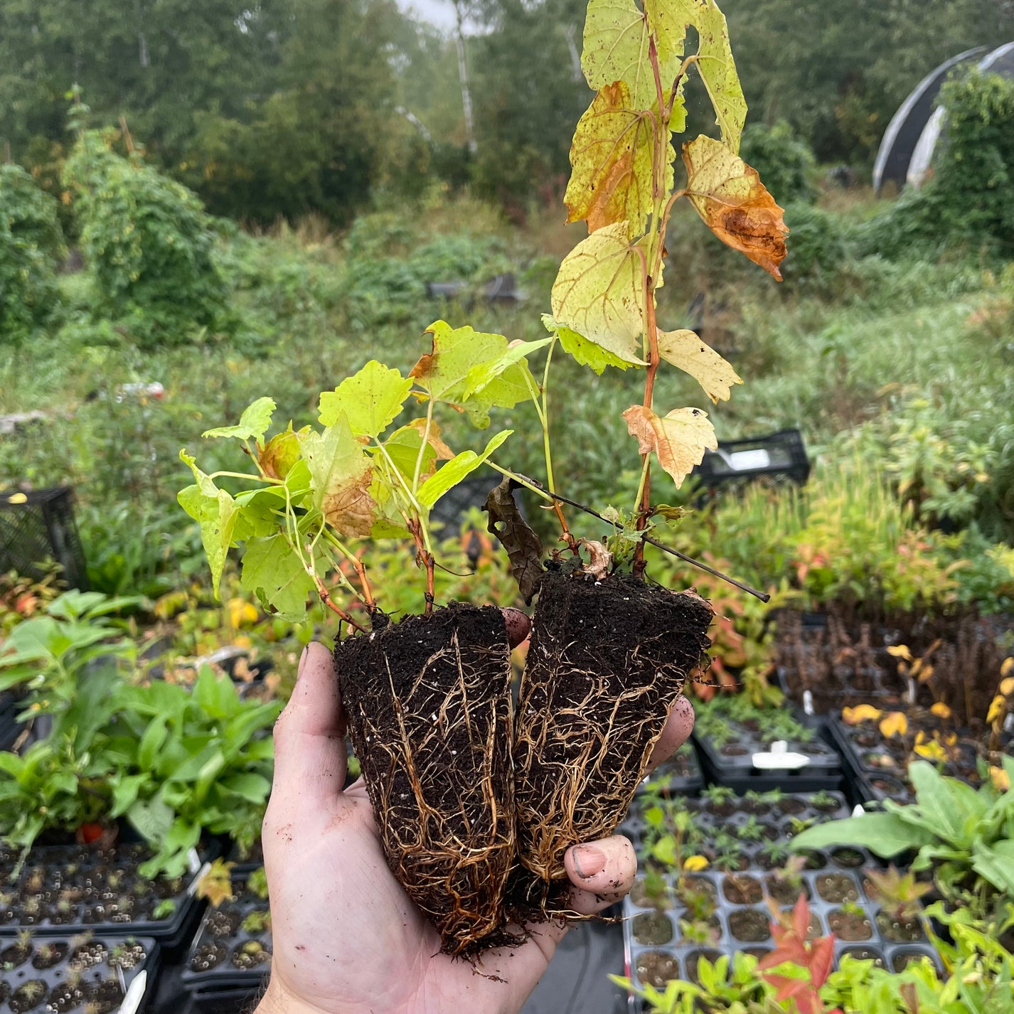 Uva Valiente (Vitis riparia x Vitis labrusca 'Valiente') – Oak Summit ...