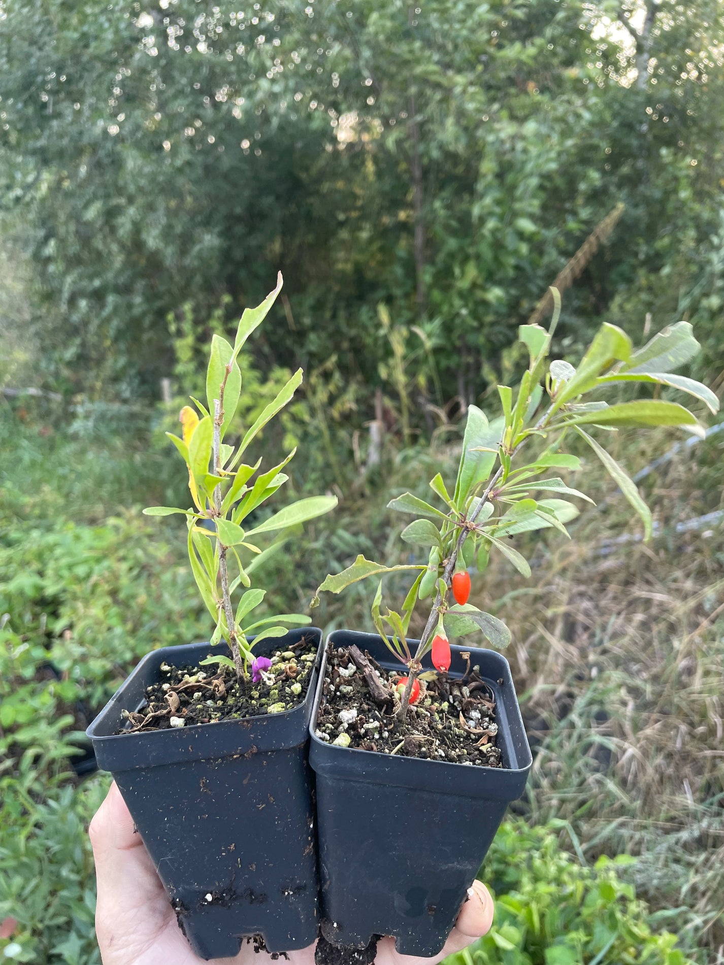 Goji Berry (Lycium barbarum) – Oak Summit Nursery