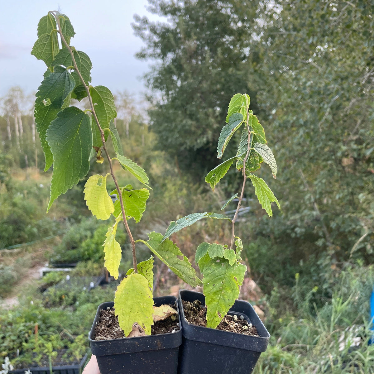 Hackberry (Celtis occidentalis) – Oak Summit Nursery