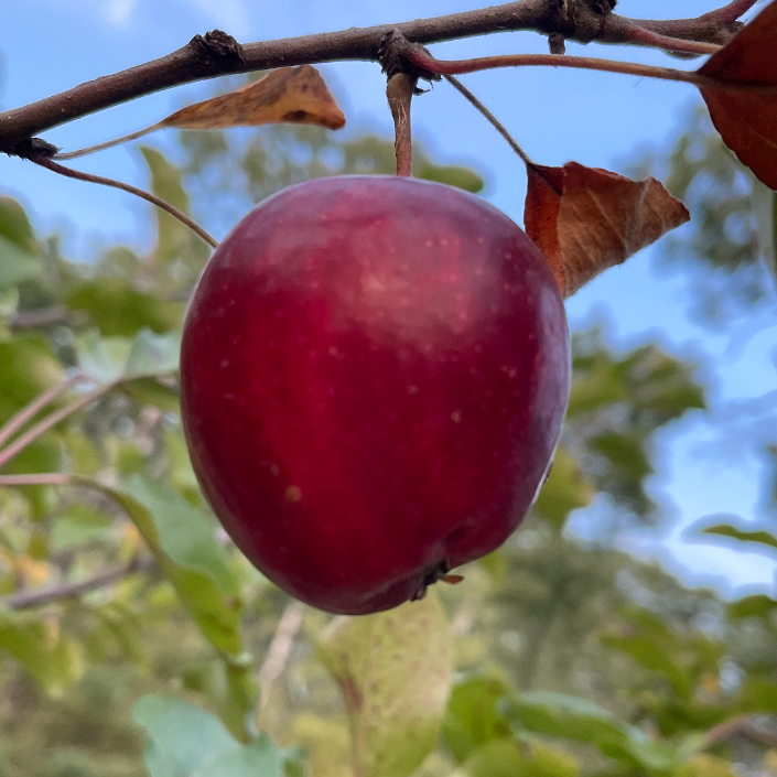 September Ruby Apple Tree – Oak Summit Nursery