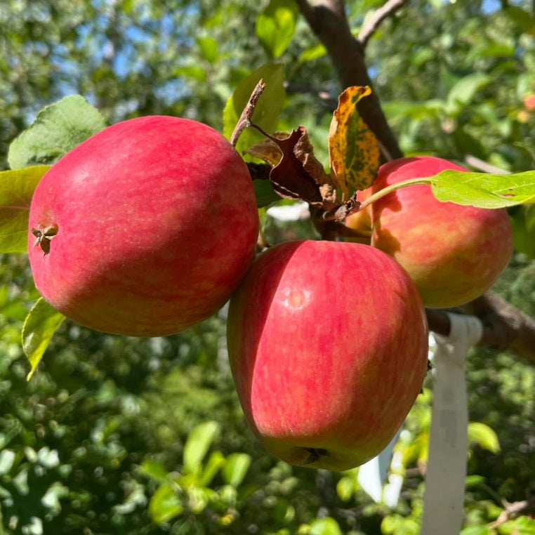 Norland Apple Tree – Oak Summit Nursery