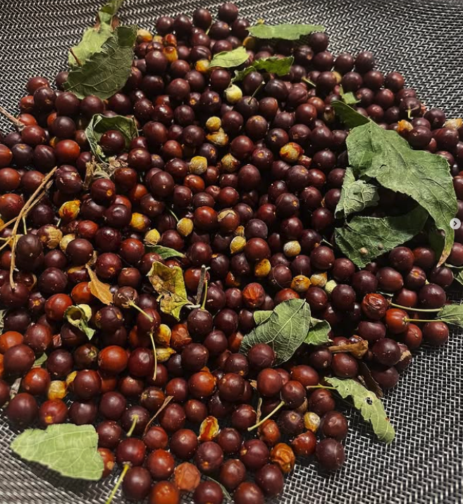 Hackberry Seeds (Celtis occidentalis) - (Zone 3) - 12 Seeds – Oak ...