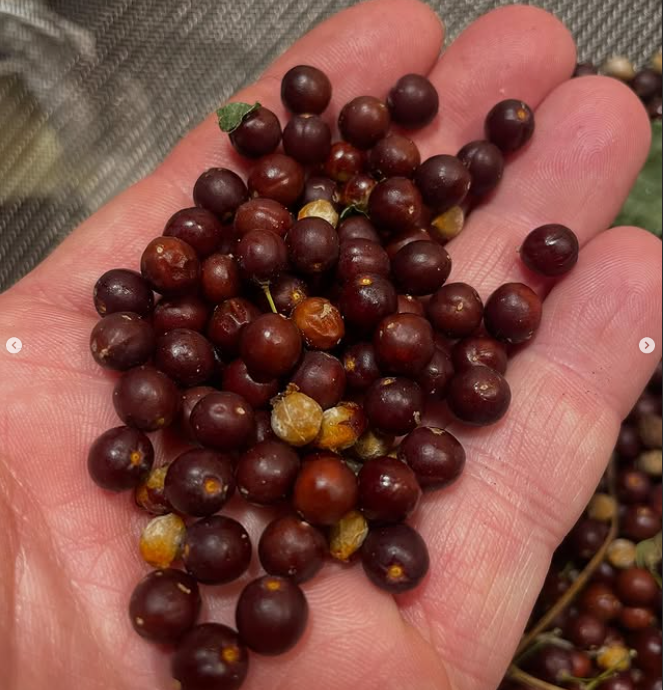 Hackberry Seeds (Celtis occidentalis) - (Zone 3) - 12 Seeds – Oak ...