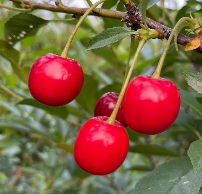 Sour Cherry Seeds (Prunus x kerrasis) - Cold Hardy Cherry Tree - (Zone – Oak Summit Nursery