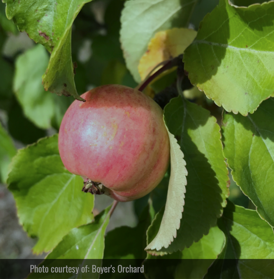 Apple Trees for Sale in Canada - Cold Hardy Apple Trees - Oak Summit ...