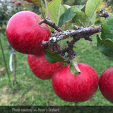 Apple Trees for Sale in Canada - Cold Hardy Apple Trees - Oak Summit ...