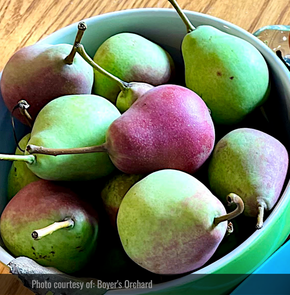 Flemish Beauty Pear Tree – Oak Summit Nursery