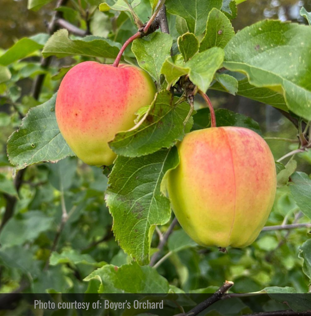 Ginger Gold Apple Tree – Oak Summit Nursery