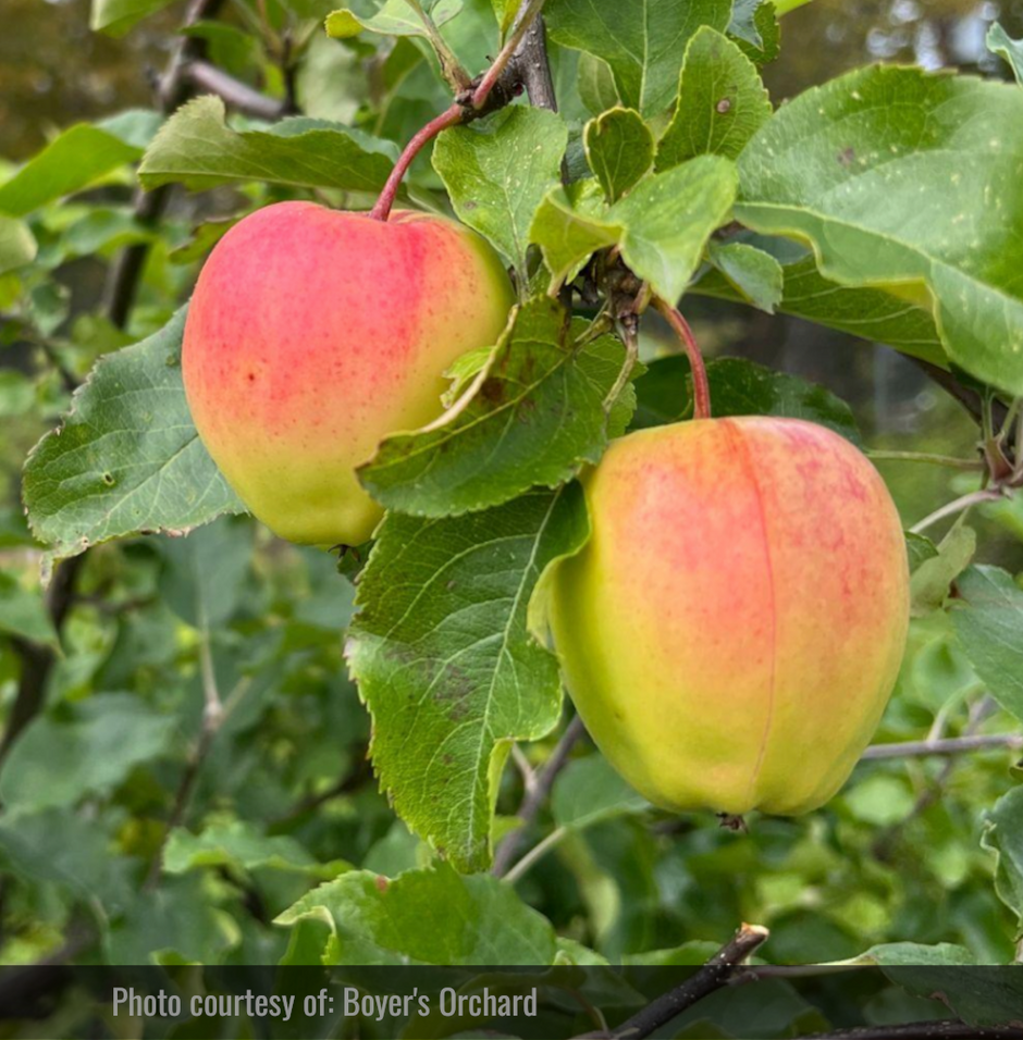 Apple Trees for Sale in Canada - Cold Hardy Apple Trees - Oak Summit ...