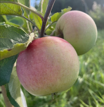 Apple Trees for Sale in Canada - Cold Hardy Apple Trees - Oak Summit ...