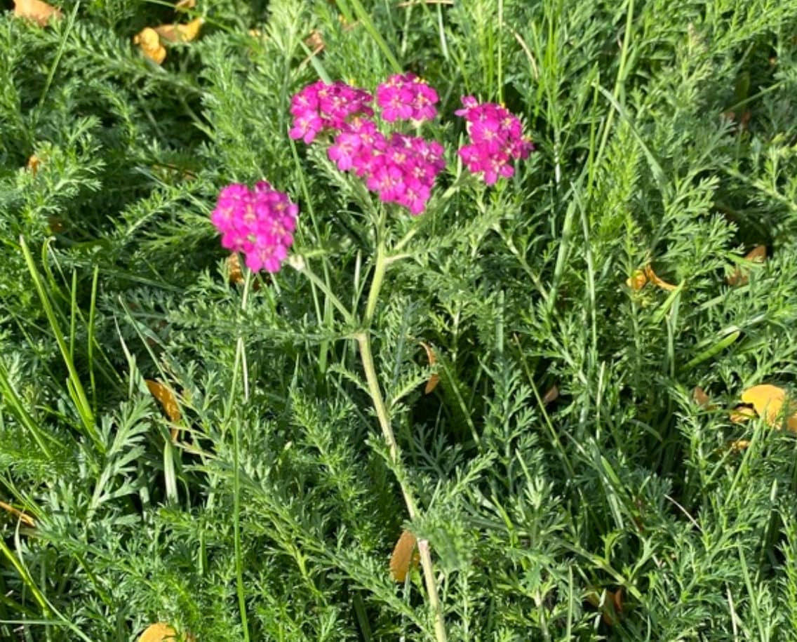 Red Yarrow Seeds (Achillea millefolium 'Red') - Perennial Flower - 100 ...