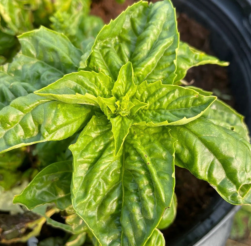 Toscano Basil Seeds (Ocimum basilicum 'Toscano') - 100+ Seeds – Oak ...