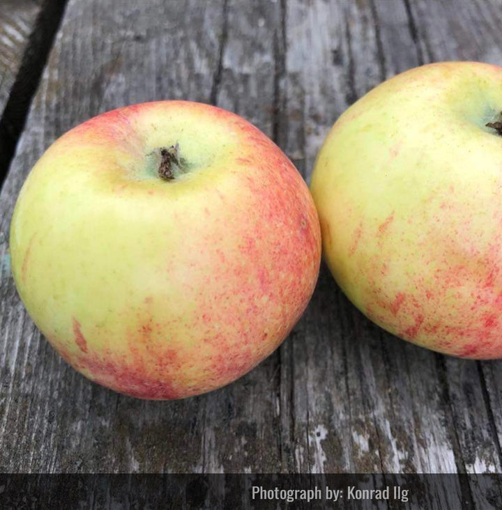 Apple Trees for Sale in Canada - Cold Hardy Apple Trees - Oak Summit ...