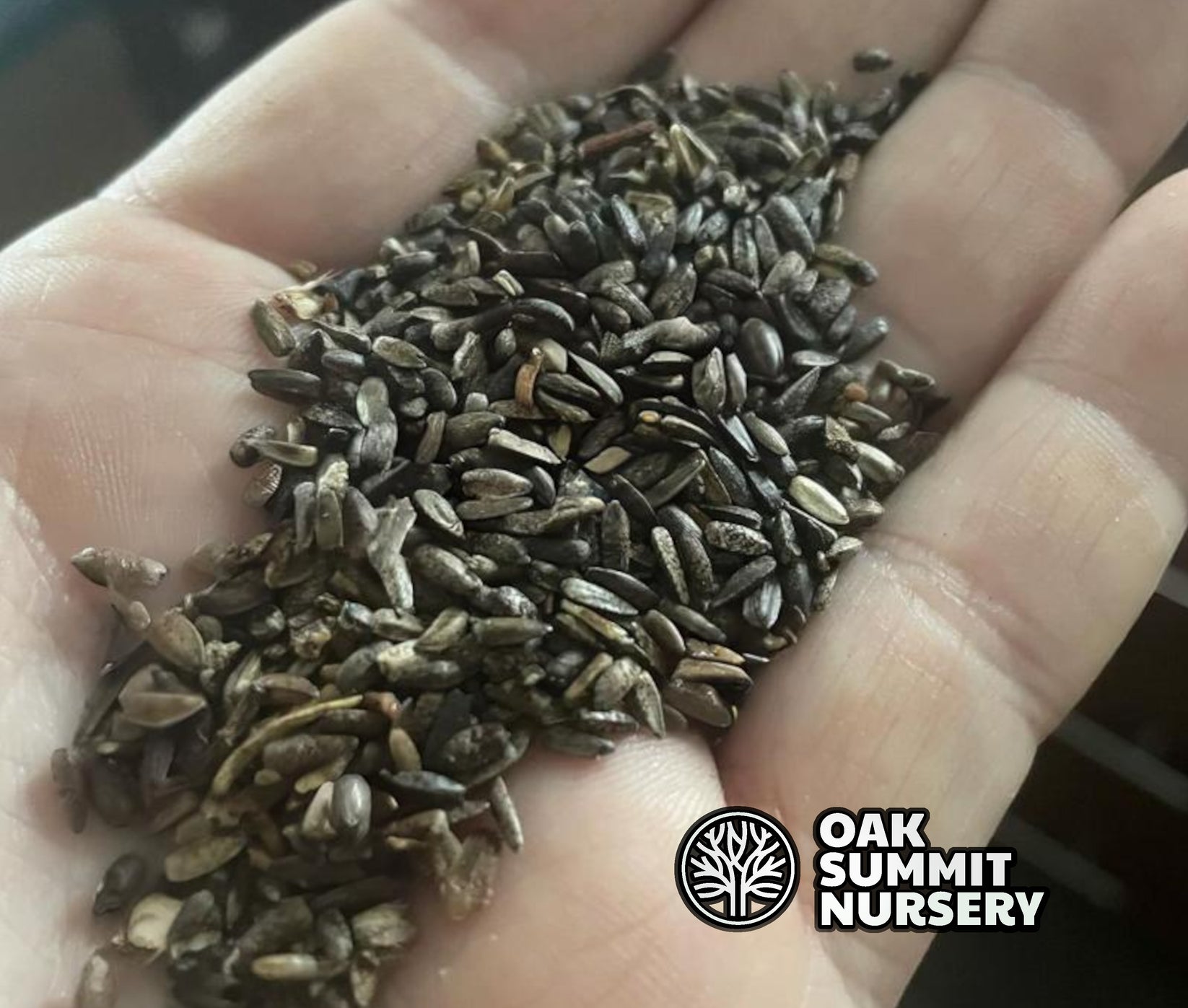 Jerusalem Artichoke Seeds (Helianthus tuberosus, Sunchoke) - 15+ Seeds ...