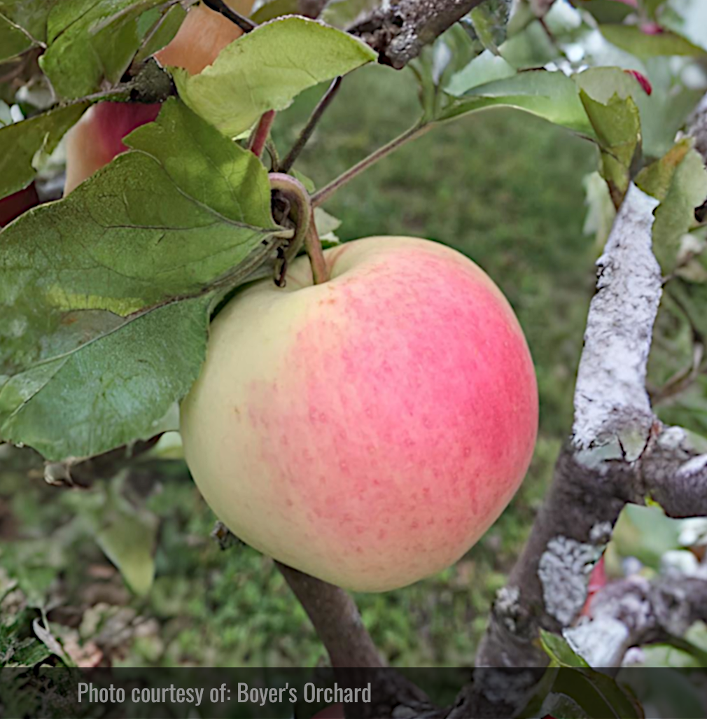 Lodi Apple Tree – Oak Summit Nursery