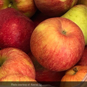 Apple Trees for Sale in Canada - Cold Hardy Apple Trees - Oak Summit ...