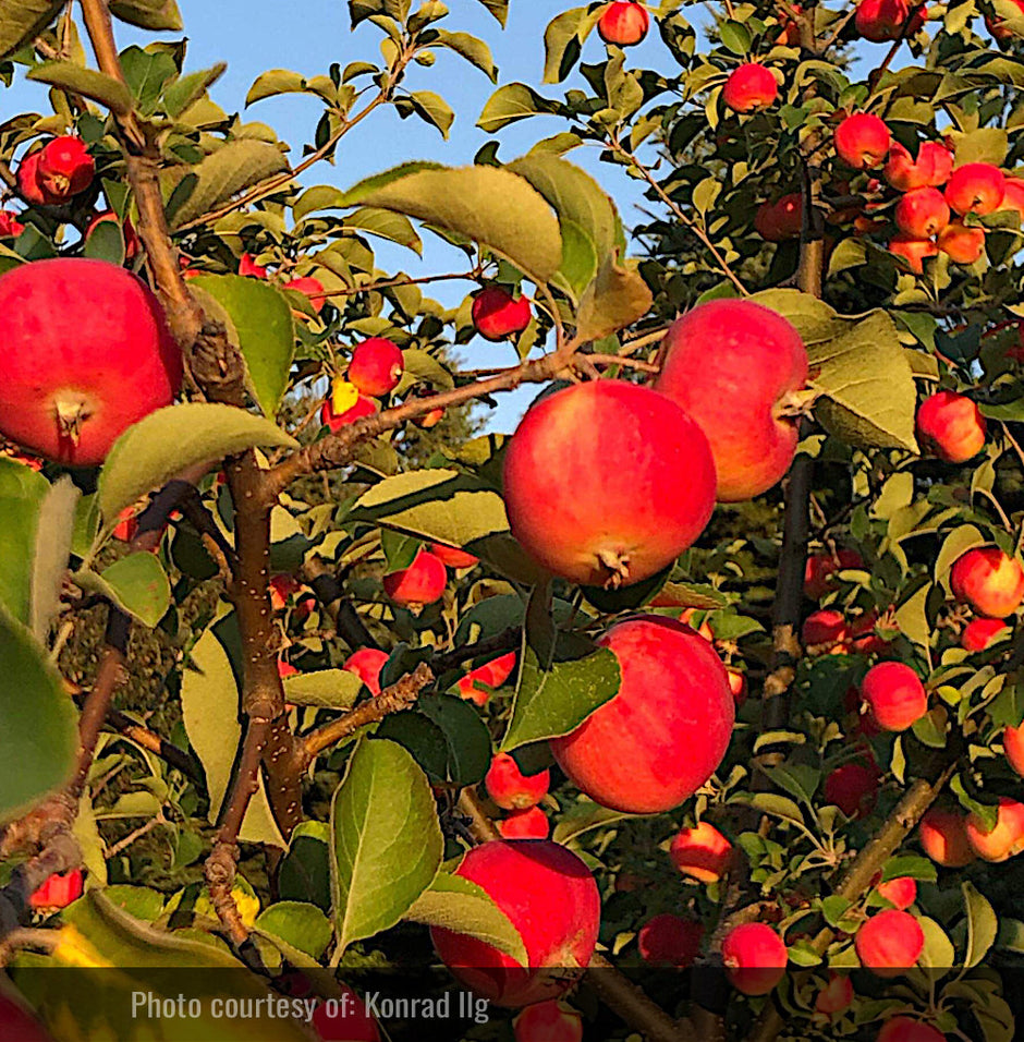 Apple Trees for Sale in Canada - Cold Hardy Apple Trees - Oak Summit ...