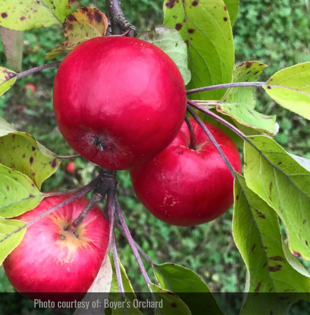 Parkland Apple Tree – Oak Summit Nursery