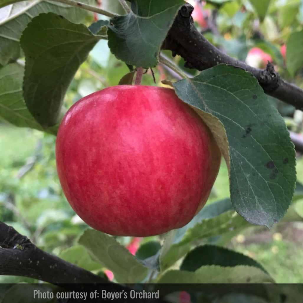 Parkland Apple Tree – Oak Summit Nursery