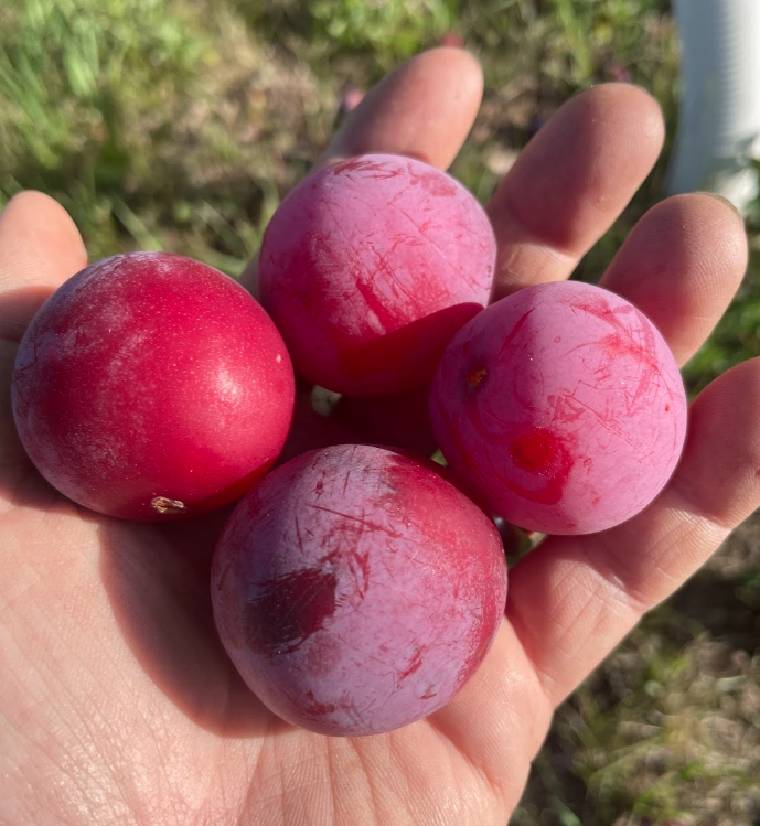 Pembina Plum Seeds (Prunus salicina × nigra ‘Pembina’)- (Zone 3) - 12 ...