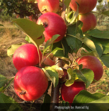Apple Trees – Oak Summit Nursery