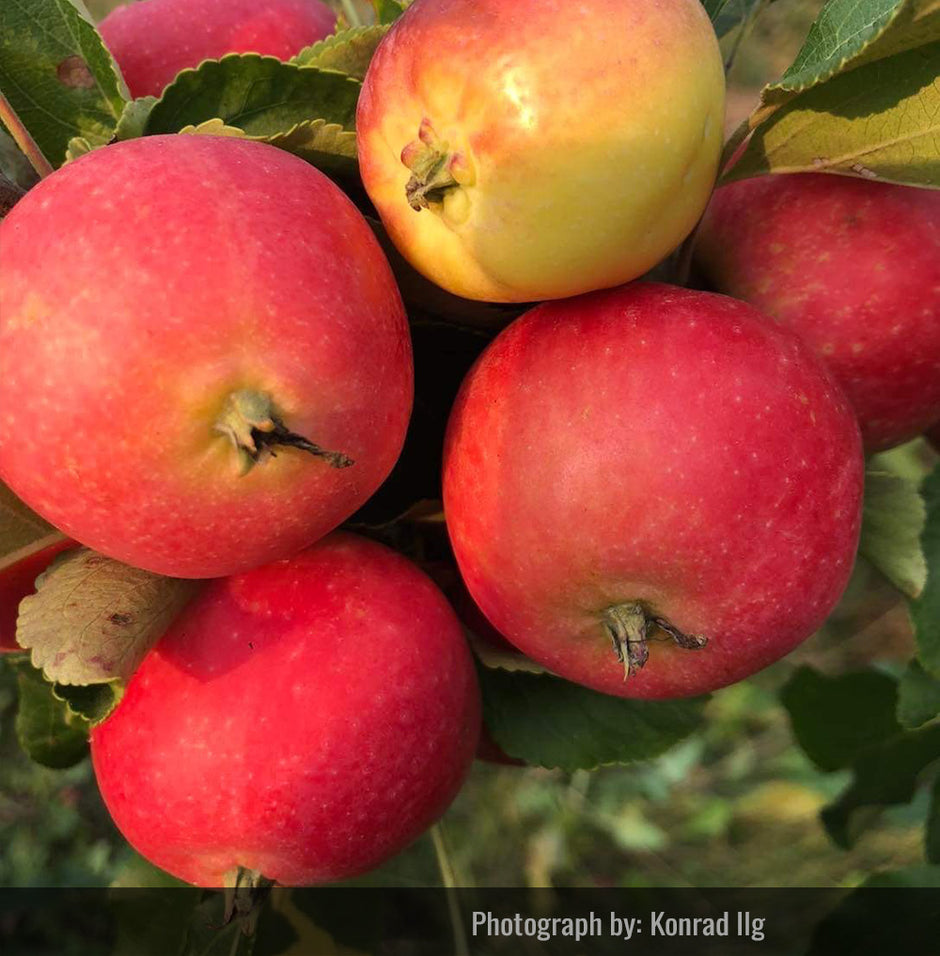 Apple Trees for Sale in Canada - Cold Hardy Apple Trees - Oak Summit ...